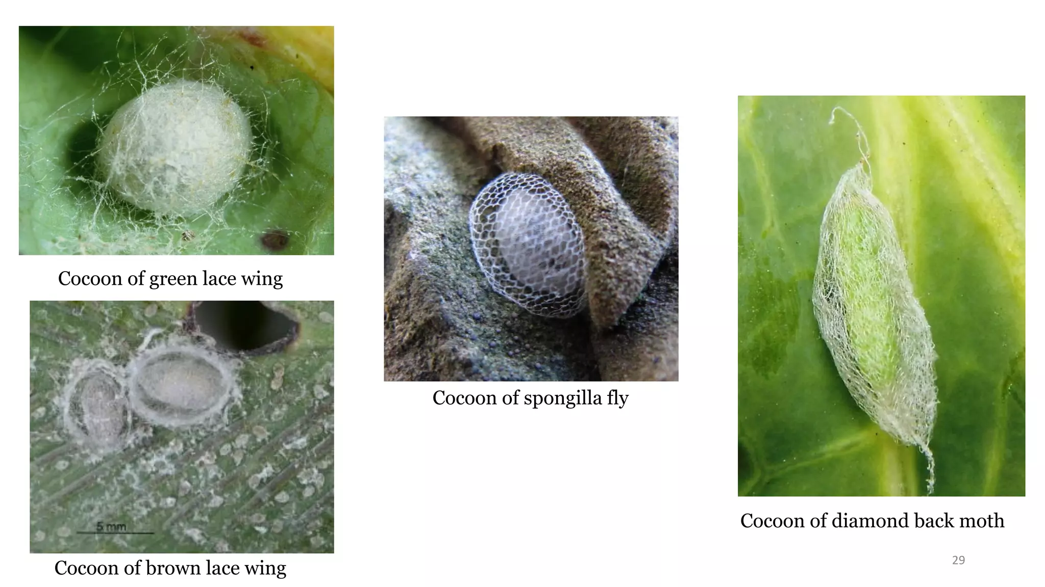 Diversity of insect pupae | PDF