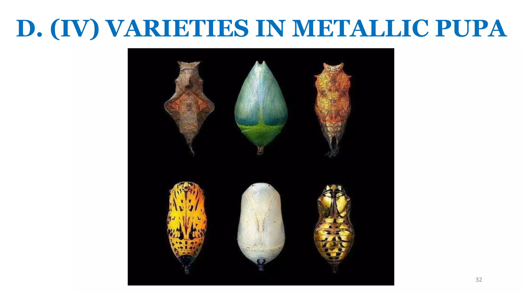 Diversity of insect pupae | PDF