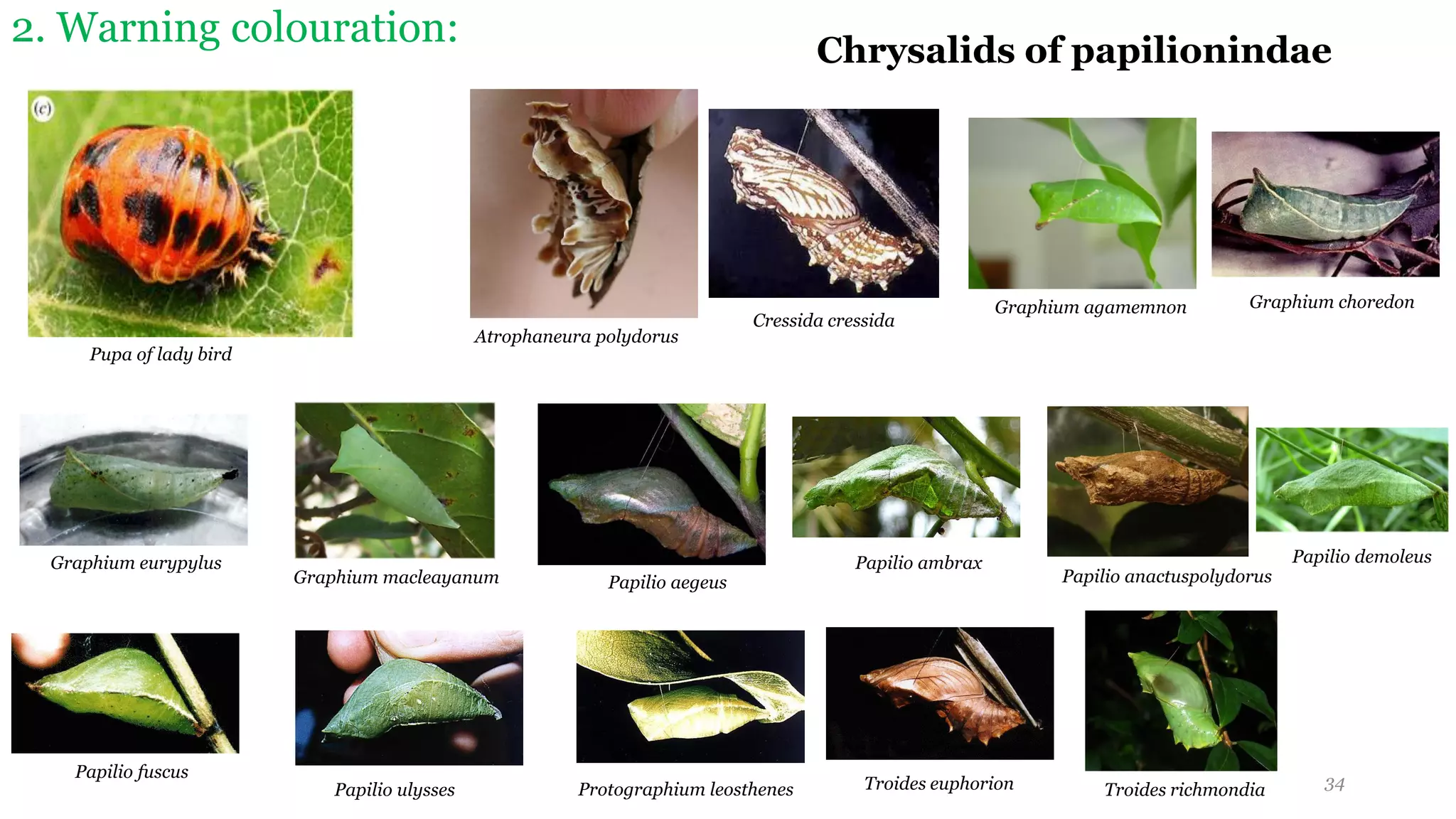 Diversity of insect pupae | PDF
