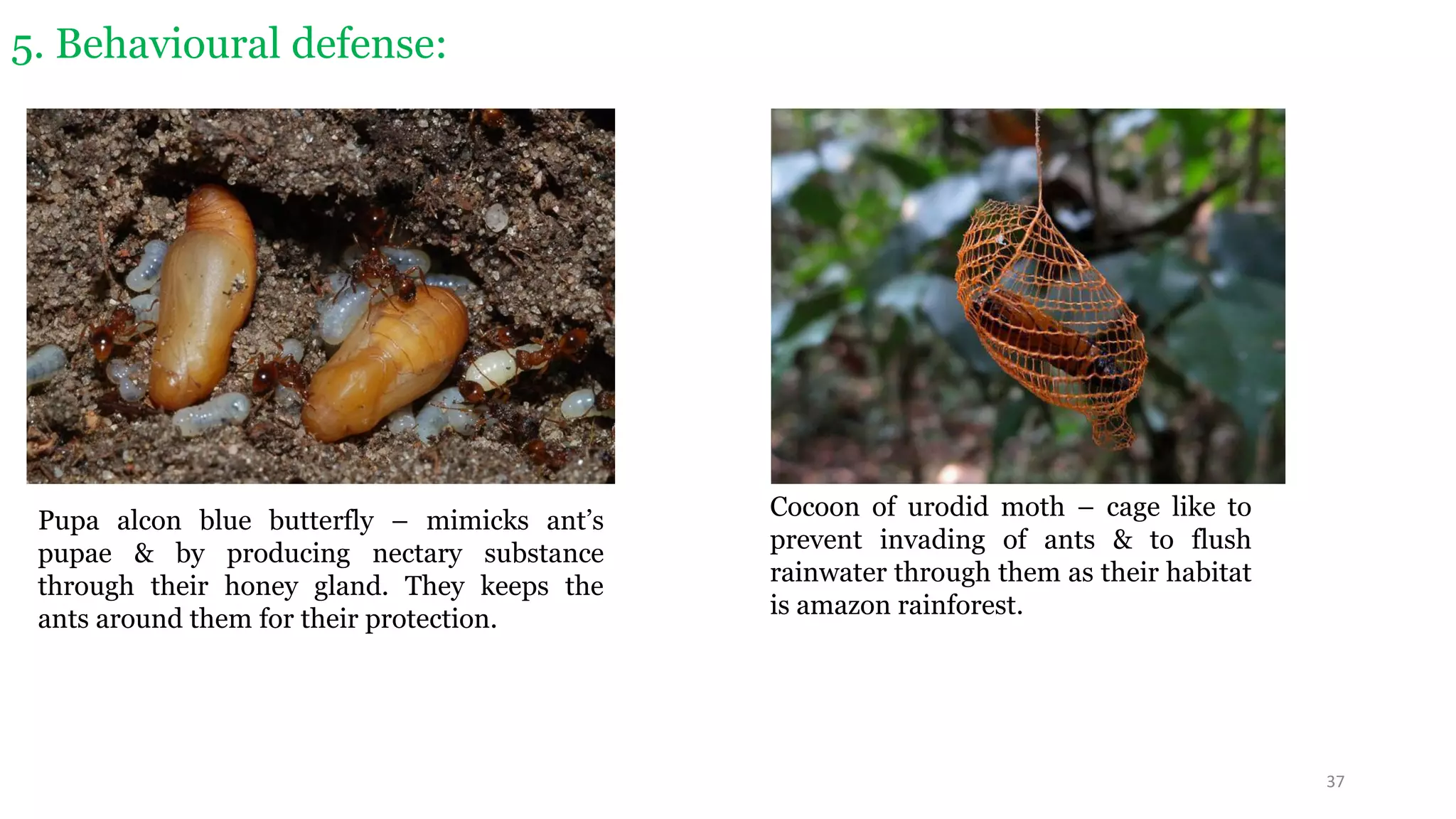 Diversity of insect pupae | PDF