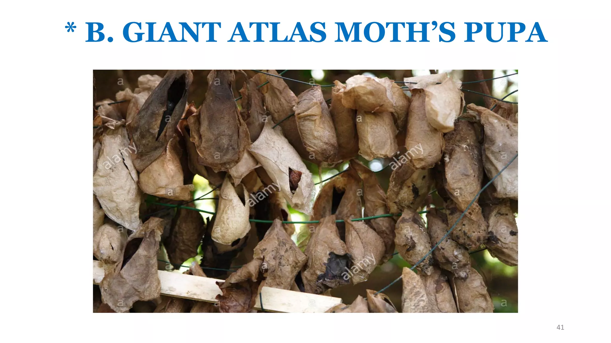 Diversity of insect pupae | PDF