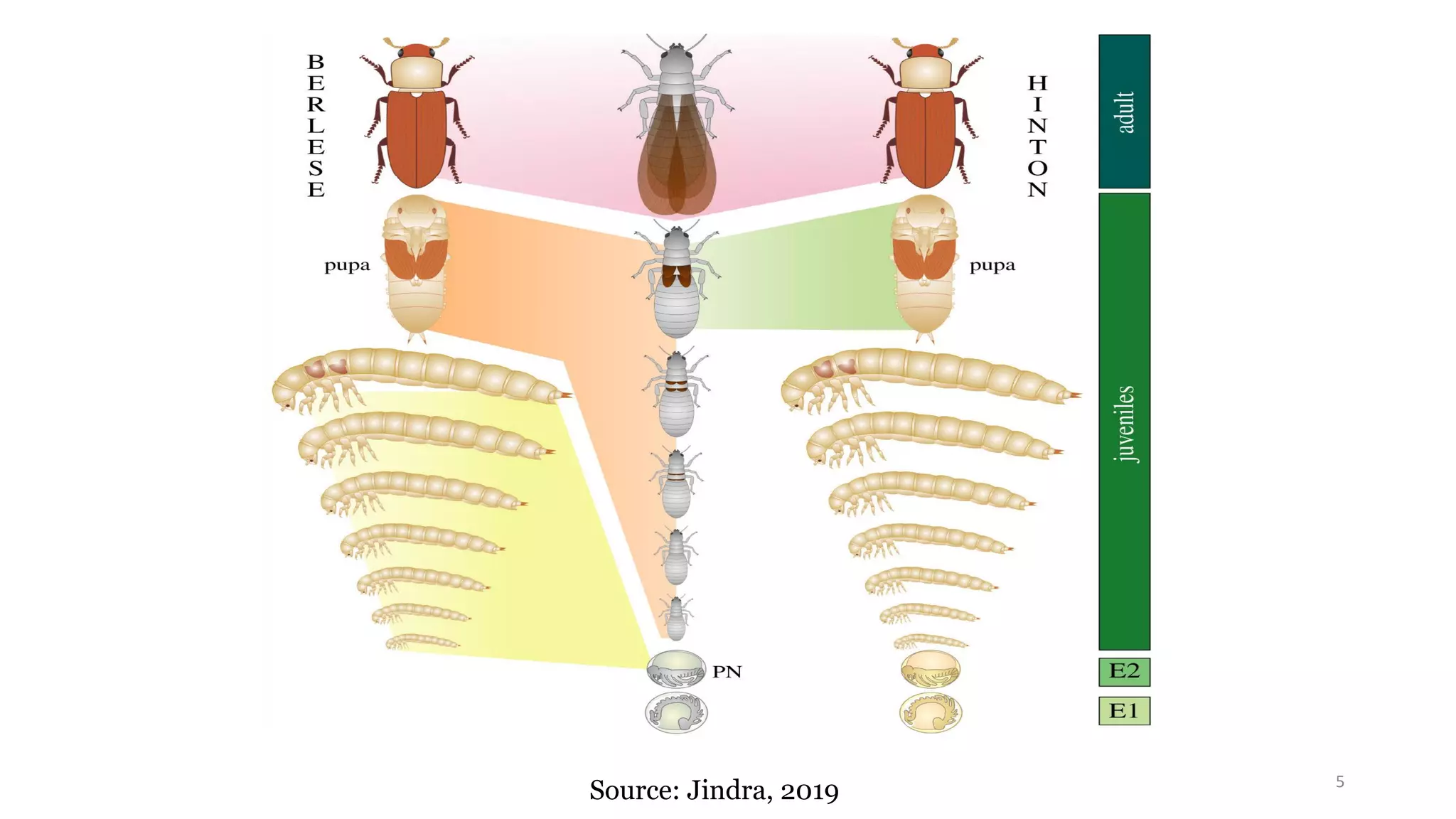 Diversity of insect pupae | PDF