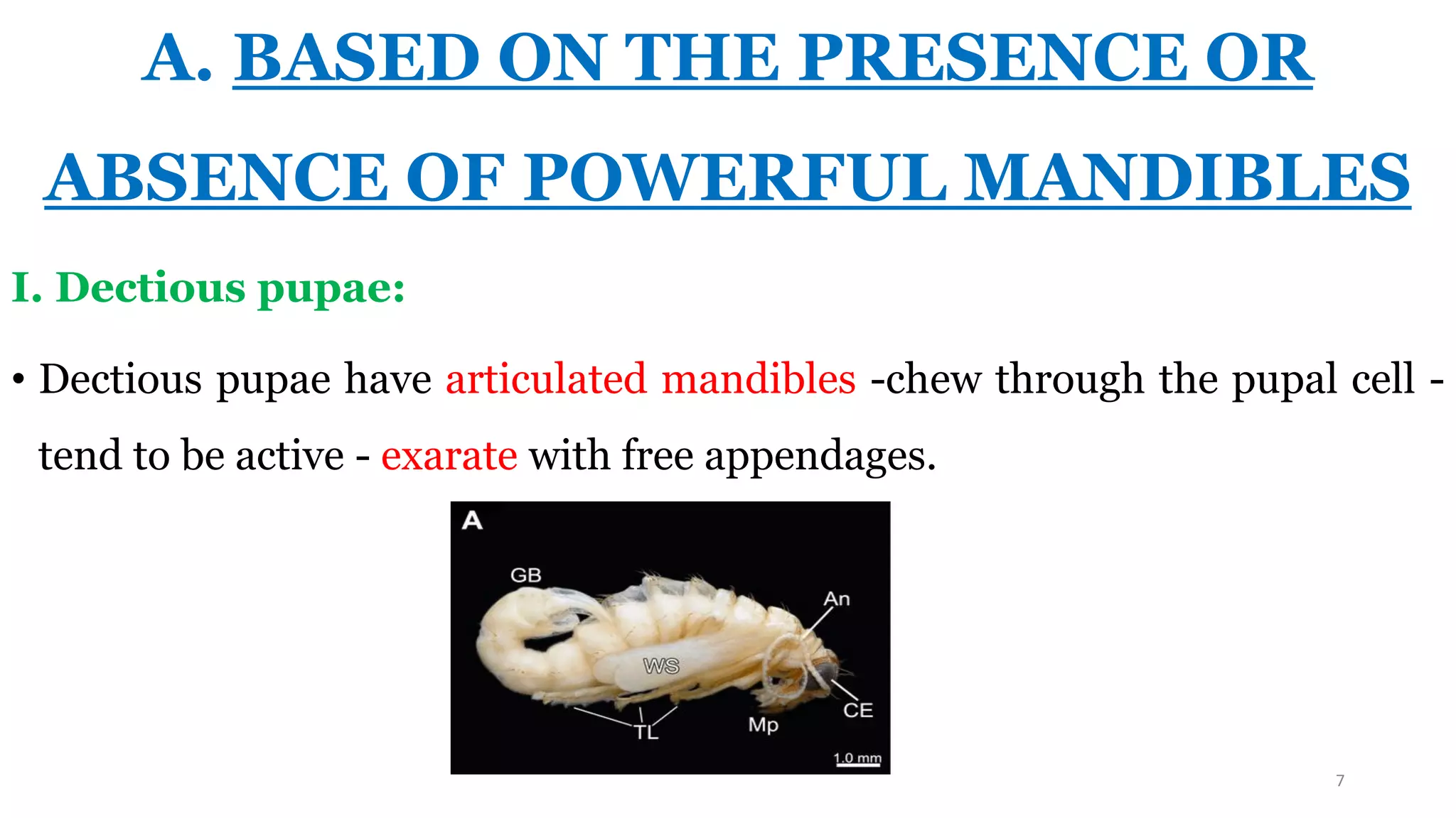Diversity of insect pupae | PDF