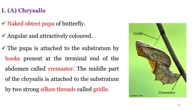 Diversity of insect pupae | PDF | Birdwatching | Hobbies & Interests