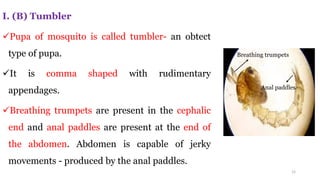 Diversity of insect pupae | PDF