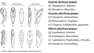 Diversity of insect pupae | PDF