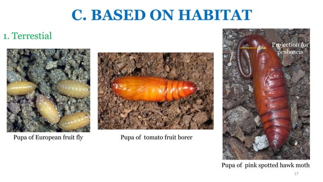 Diversity of insect pupae | PDF | Birdwatching | Hobbies & Interests