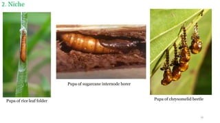 Diversity of insect pupae | PDF