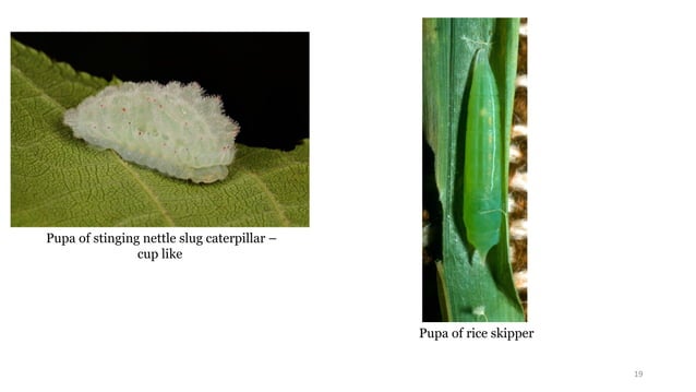 Diversity of insect pupae | PDF | Birdwatching | Hobbies & Interests