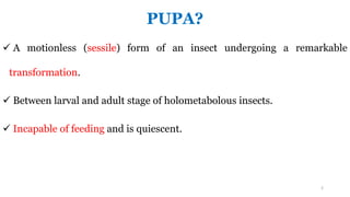 Diversity of insect pupae | PDF