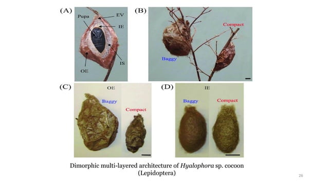 Diversity of insect pupae | PDF | Birdwatching | Hobbies & Interests
