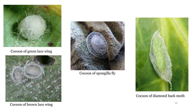 Diversity of insect pupae | PDF | Birdwatching | Hobbies & Interests