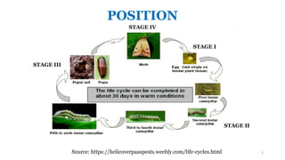 Diversity of insect pupae | PDF
