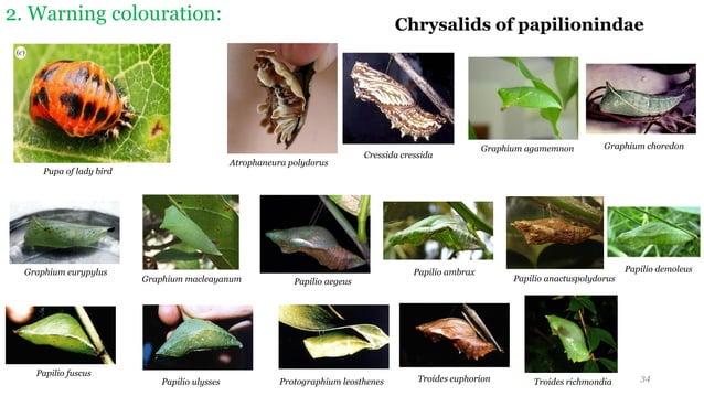 Diversity of insect pupae | PDF | Birdwatching | Hobbies & Interests