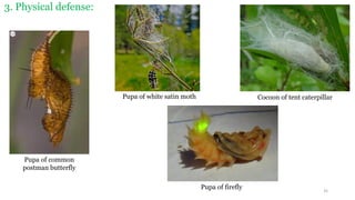 Diversity of insect pupae | PDF