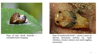 Diversity of insect pupae | PDF