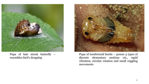 Diversity of insect pupae | PDF | Birdwatching | Hobbies & Interests