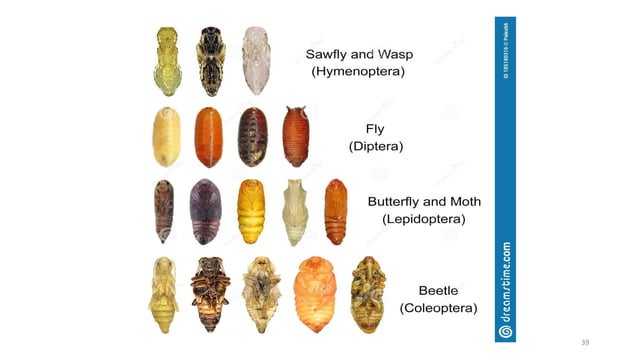 Diversity of insect pupae | PDF | Birdwatching | Hobbies & Interests