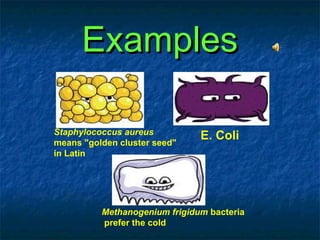 Diversity of Living Things | PPT