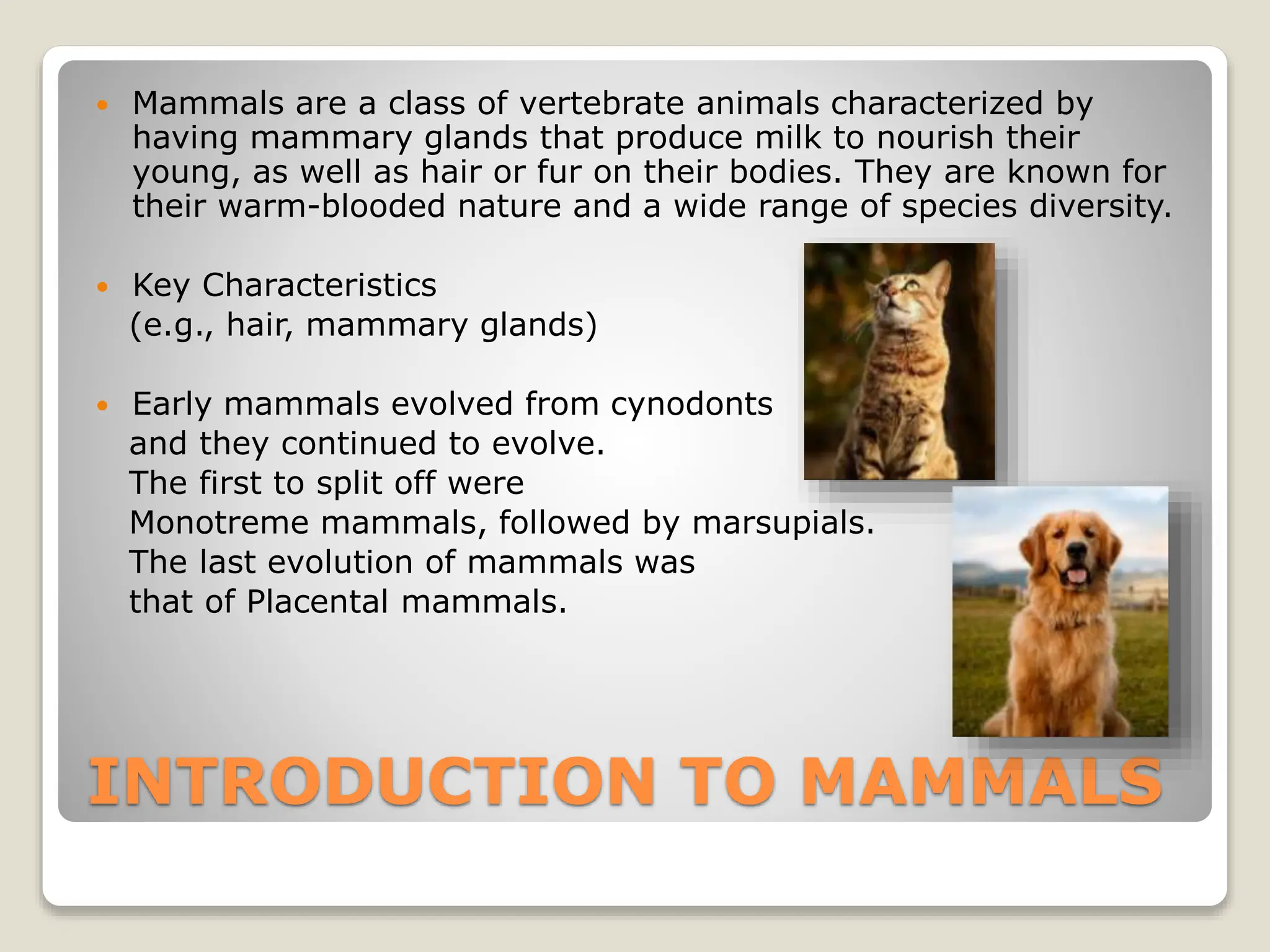 DIVERSITY _OF MAMMALS _Presentaion_.pptx