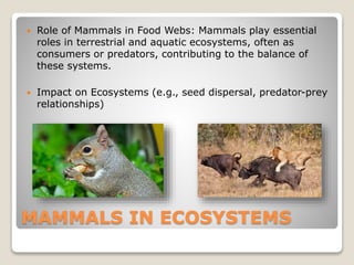 DIVERSITY _OF MAMMALS _Presentaion_.pptx