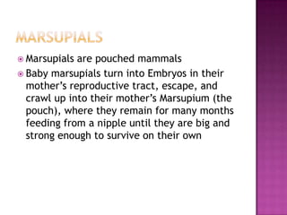 Diversity Of Mammals Marsupials | PPTX