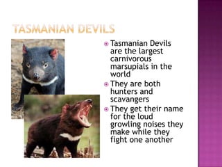 Diversity Of Mammals Marsupials | PPTX
