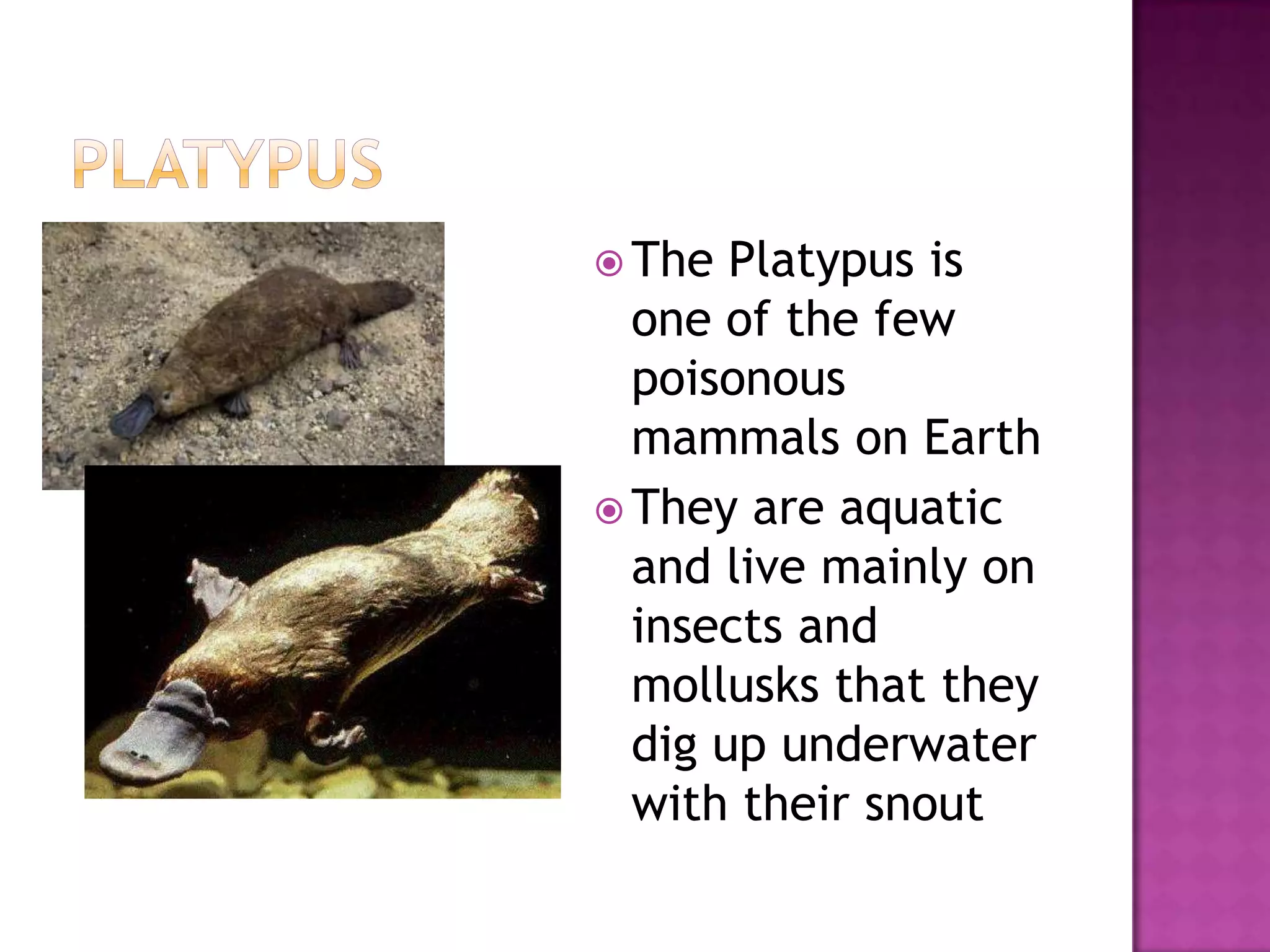 Diversity Of Mammals Monotremes | PPTX