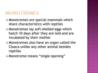 Diversity Of Mammals Monotremes | PPTX