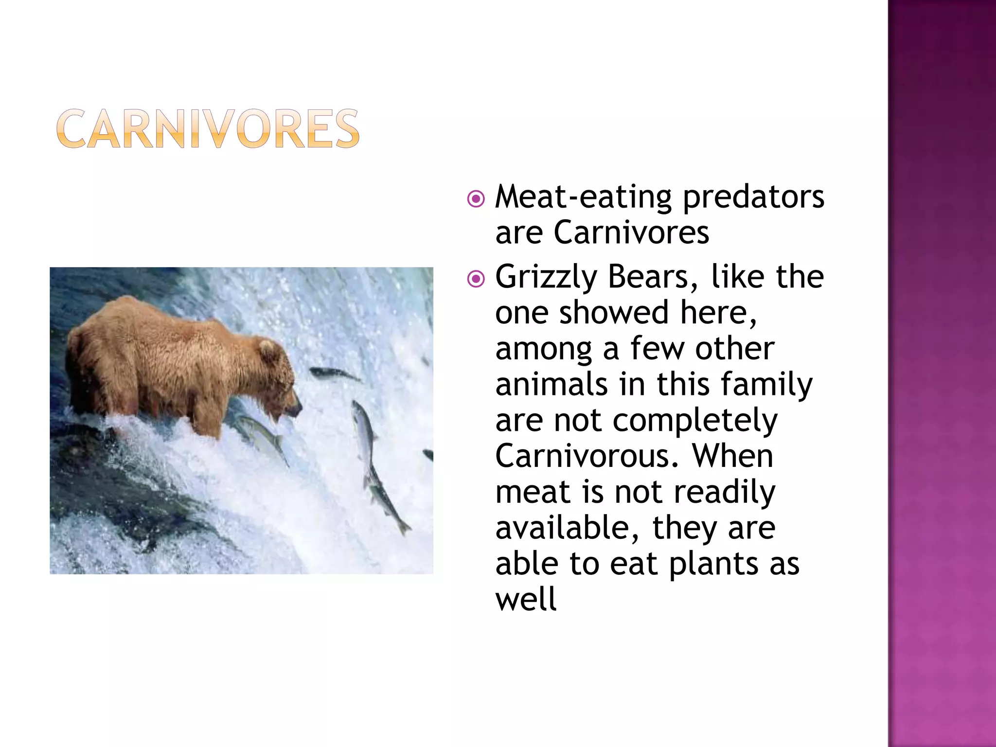 Diversity Of Mammals Placental Mammals | PPTX
