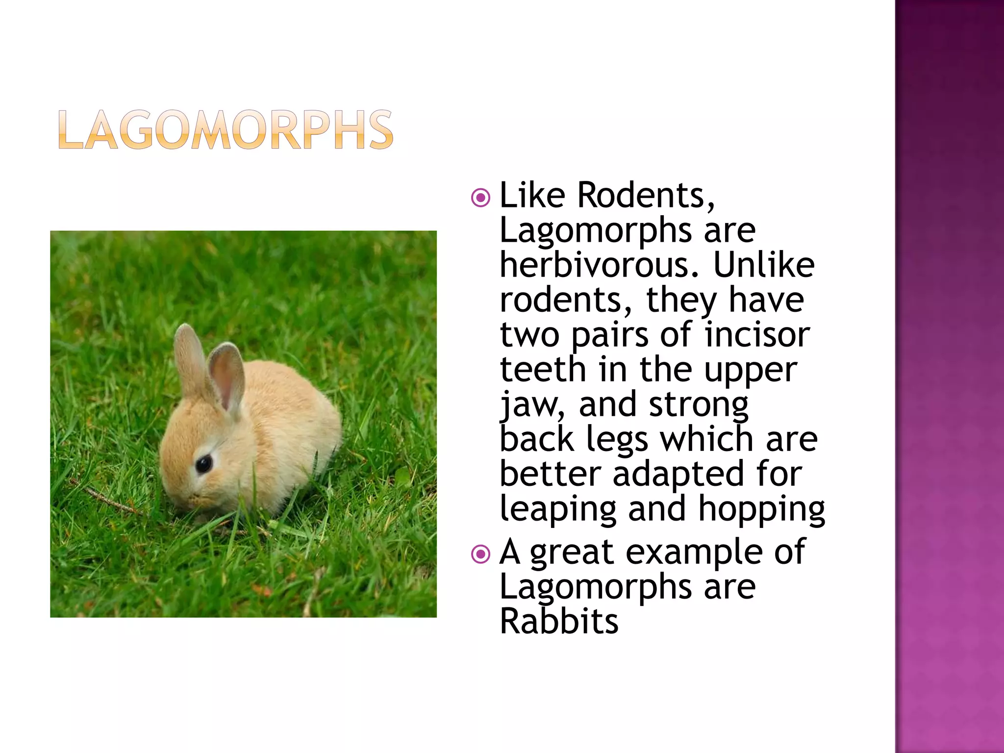 Diversity Of Mammals Placental Mammals | PPTX