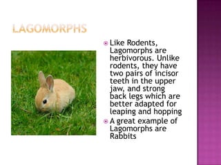 Diversity Of Mammals Placental Mammals | PPTX
