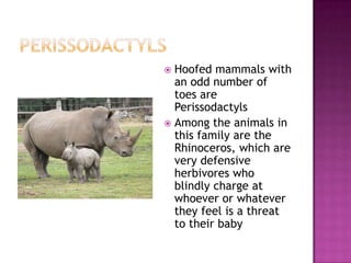 Diversity Of Mammals Placental Mammals | PPTX