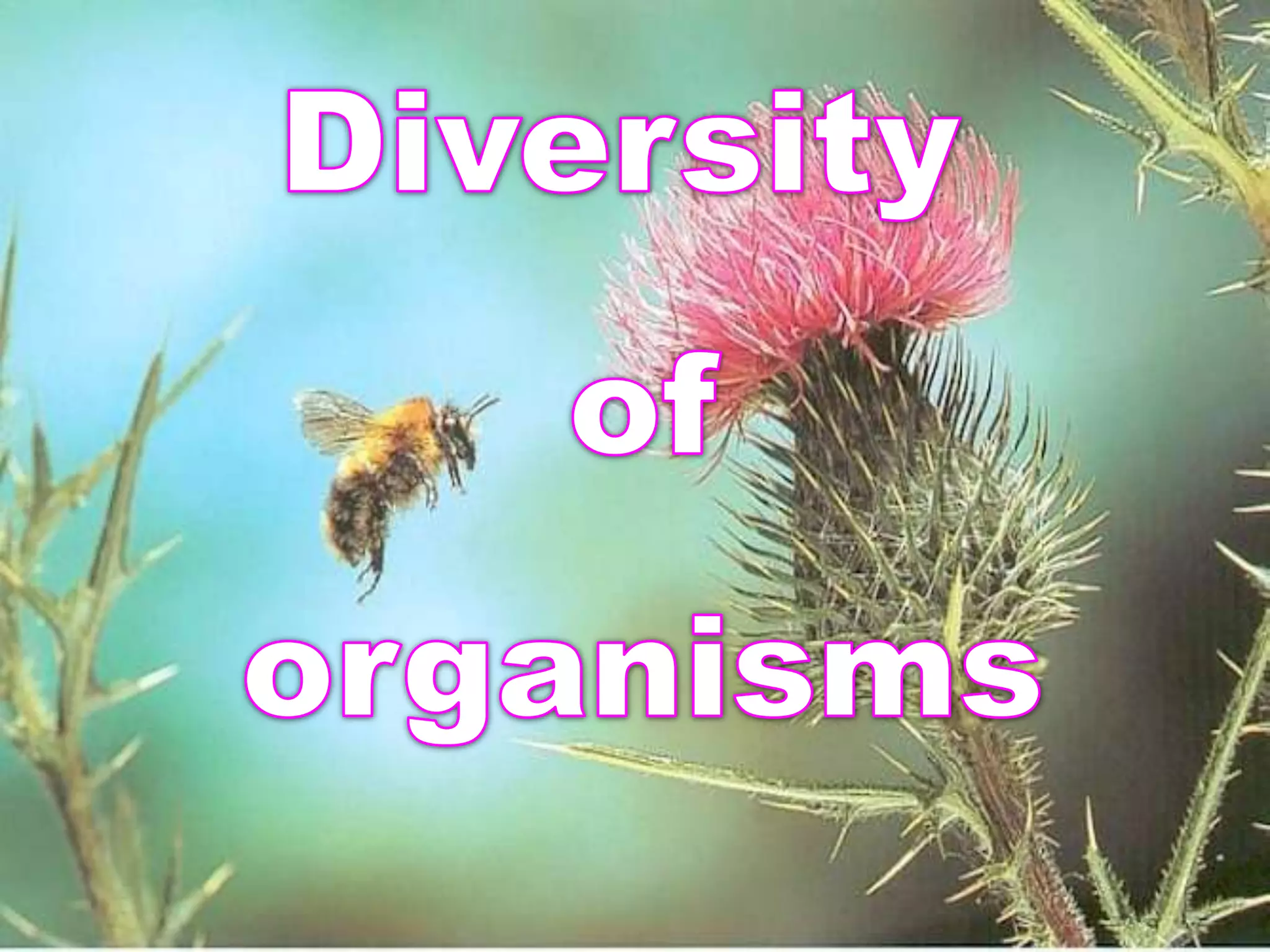 Diversity of organisms | PPTX