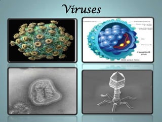 Diversity of organisms | PPTX