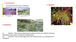 Diversity of plants | PPTX