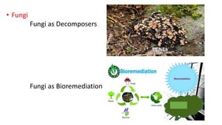 Diversity of plants | PPTX