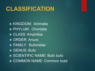 DIVERSITY OF TOADS.pptx | Reptiles | Pets