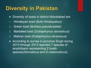 DIVERSITY OF TOADS.pptx | Reptiles | Pets
