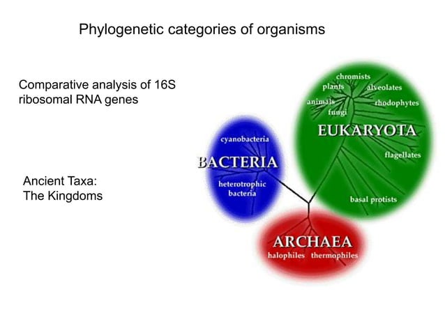 Diversity of Soil Microbes powerpoint.ppt