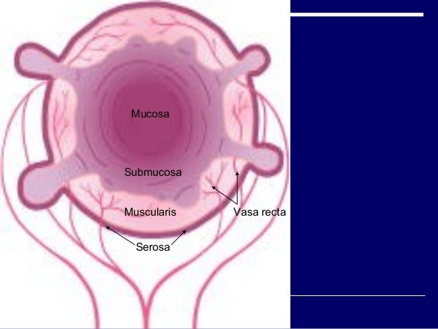Vasa Recta Colon Colon, Cecum, And Appendix: Anatomy | Concise Medical