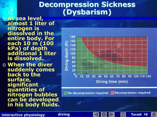 Diving | PPT | Scuba Diving | Extreme Sports