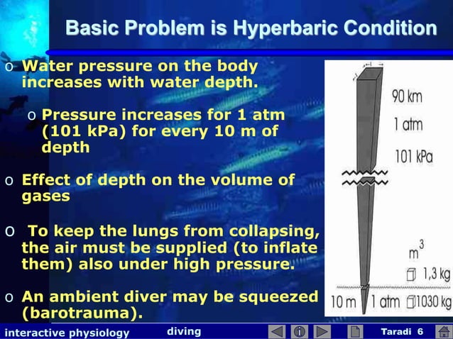 Diving | PPT | Scuba Diving | Extreme Sports