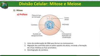 Divisão Celular - mitose e meiose - MATERIAL DE ESTUDO (4).pdf