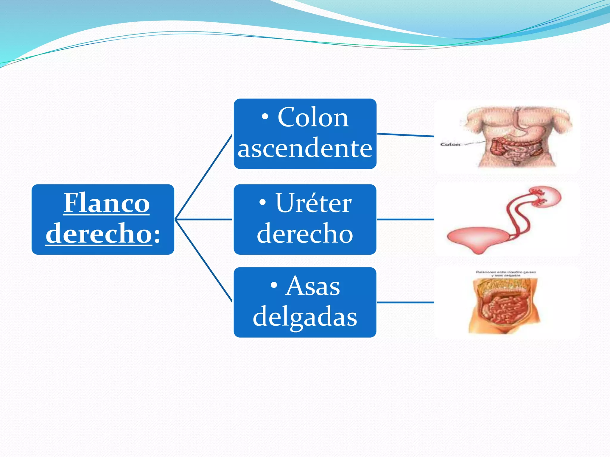 División abdominal en cuadrantes y Anatomía del Peritoneo | PPTX