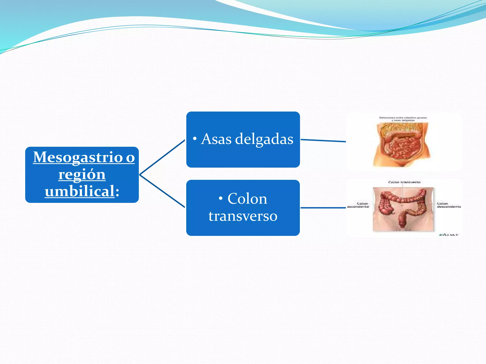 División abdominal en cuadrantes y Anatomía del Peritoneo | PPTX