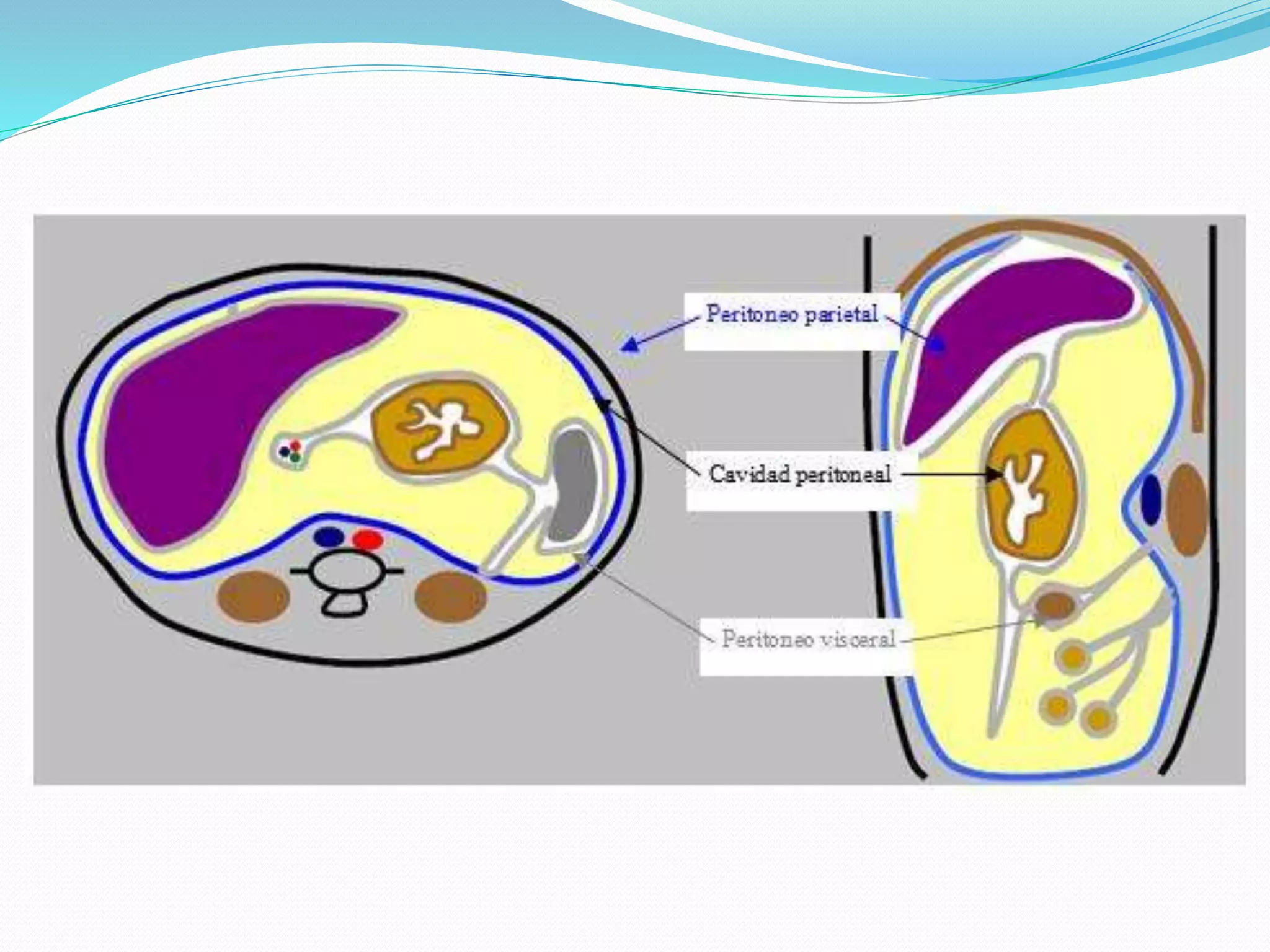 División abdominal en cuadrantes y Anatomía del Peritoneo | PPTX