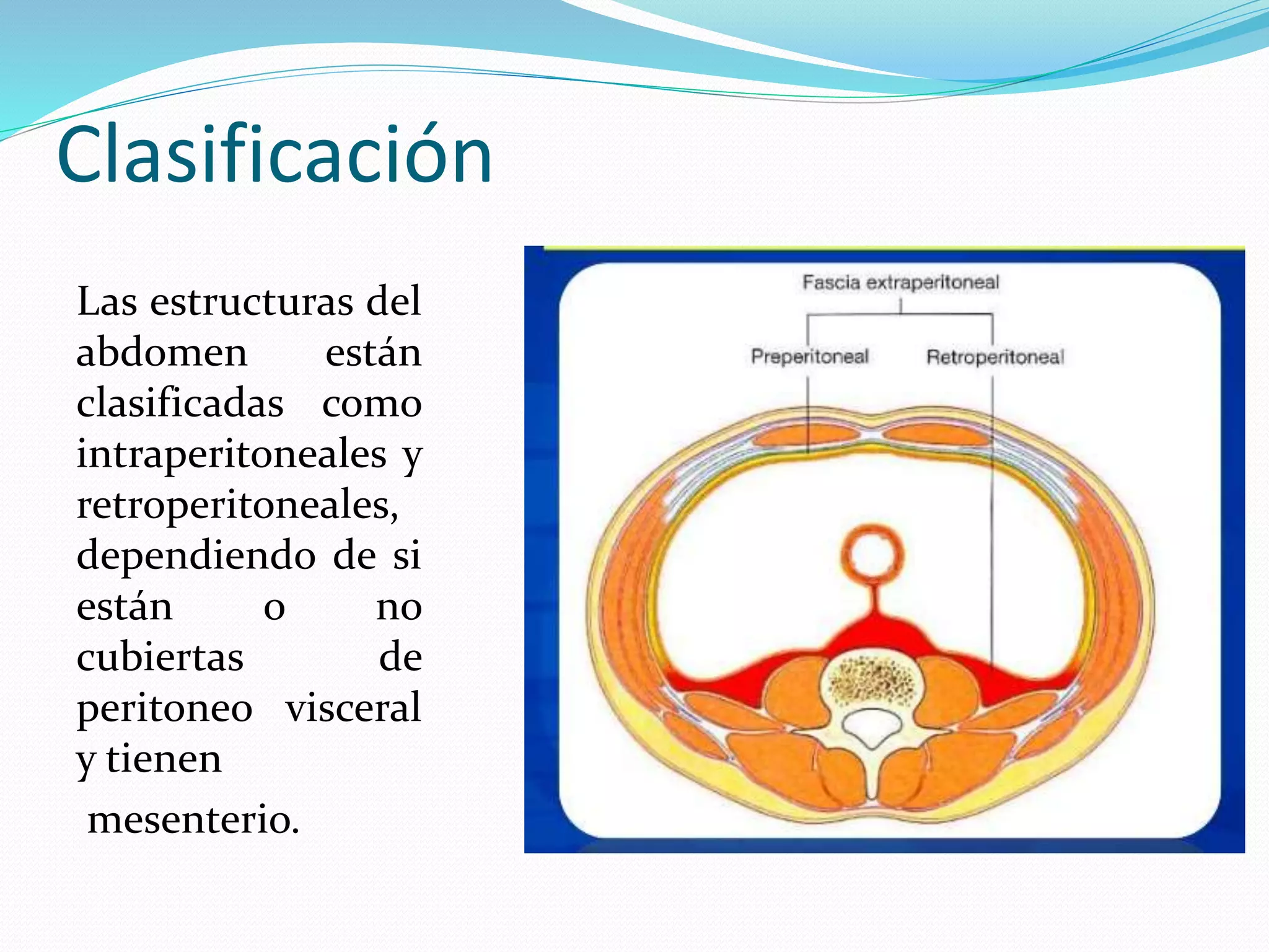 División abdominal en cuadrantes y Anatomía del Peritoneo | PPTX