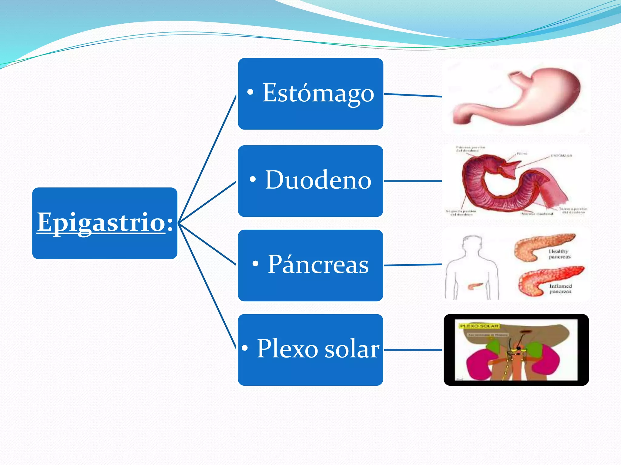 División abdominal en cuadrantes y Anatomía del Peritoneo | PPTX