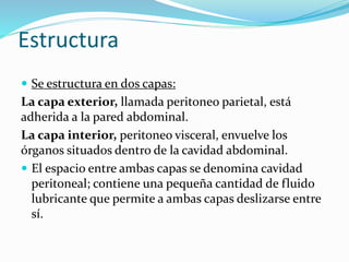 División abdominal en cuadrantes y Anatomía del Peritoneo | PPTX